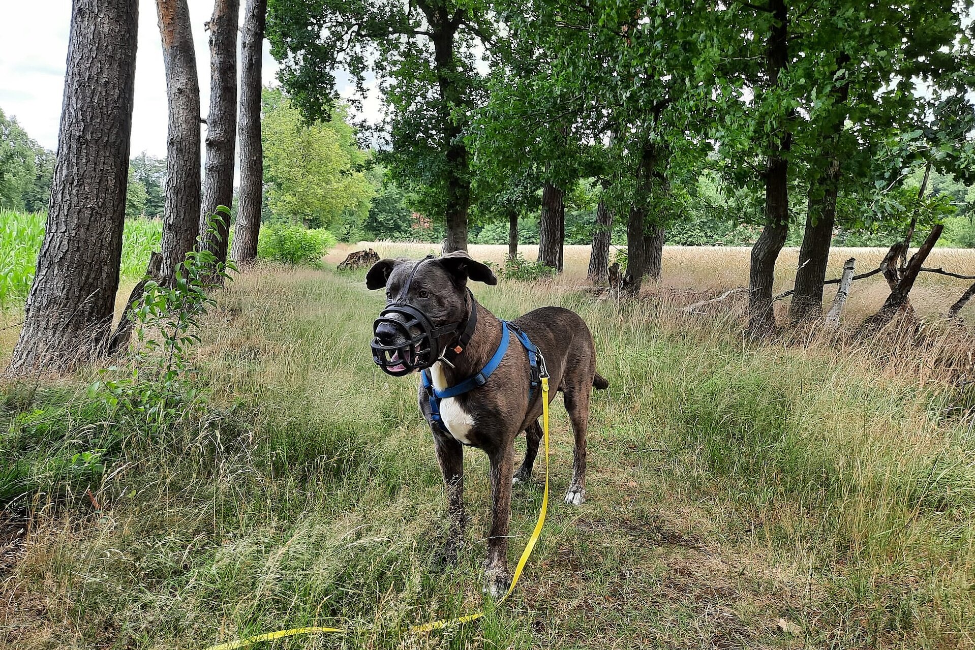 Dobby: Tierheim Tecklenburger Land