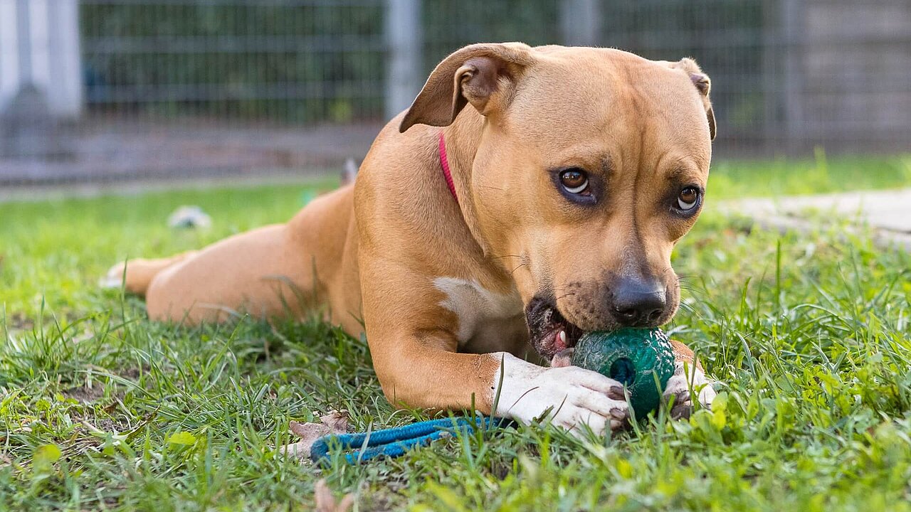 Dobby: Tierheim Tecklenburger Land